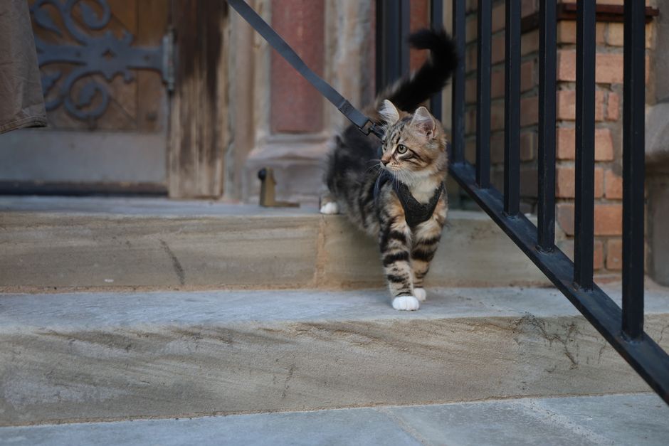 Complete Step-by-Step Guide to Cat Outdoor Safety: From Escape ...